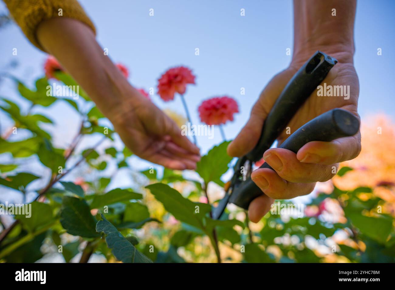 Flower farming. Gardener harvesting dahlia blooms. Low angle of hands ...