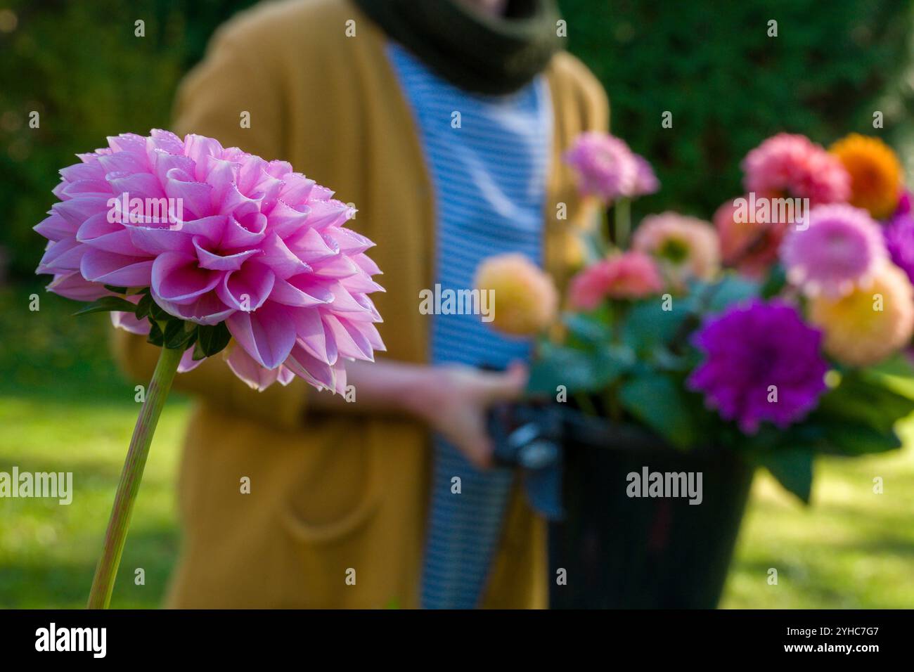Gardener harvesting dahlia blooms. Woman holding flower bucket full of ...