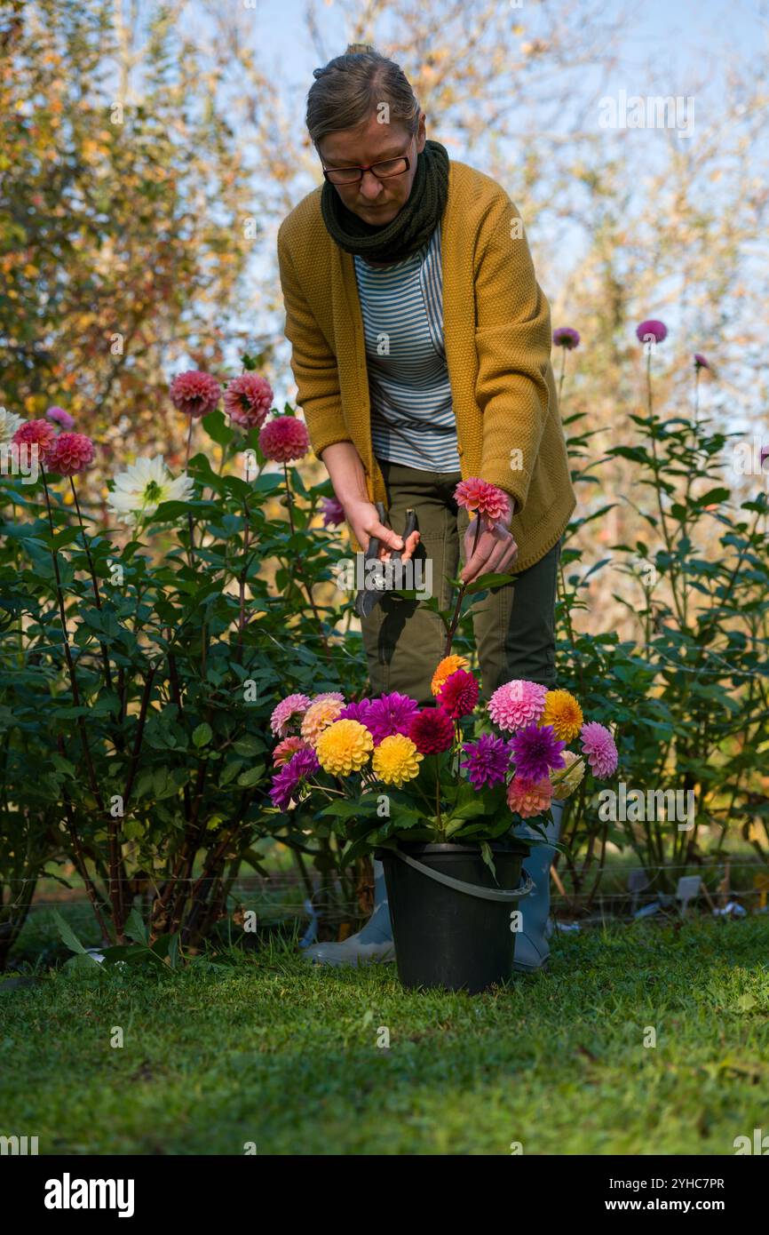 Gardener harvesting dahlia blooms. Woman with pruning shears and a ...