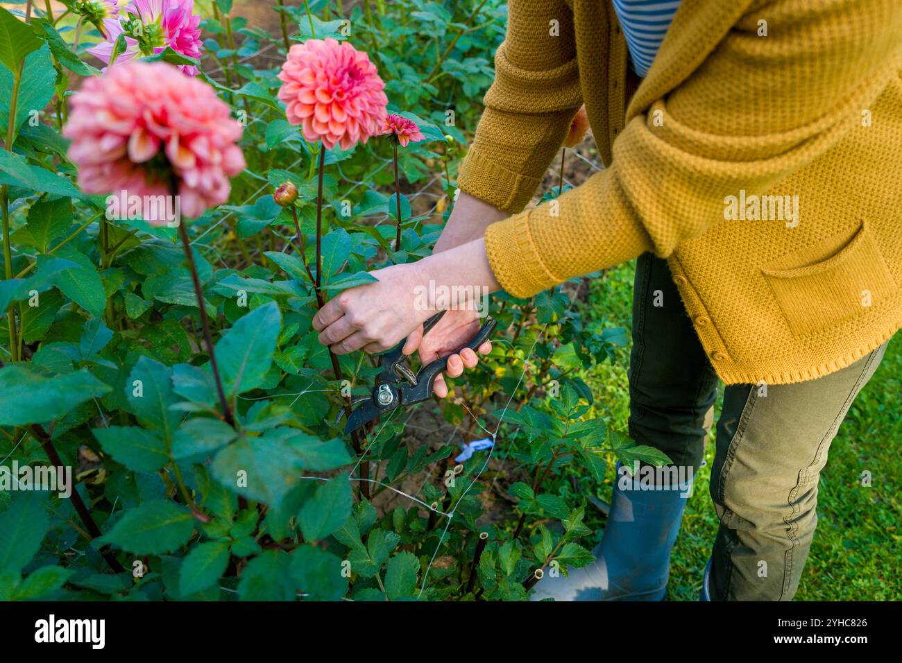 Gardener harvesting dahlia blooms. Woman with pruning shears and ...