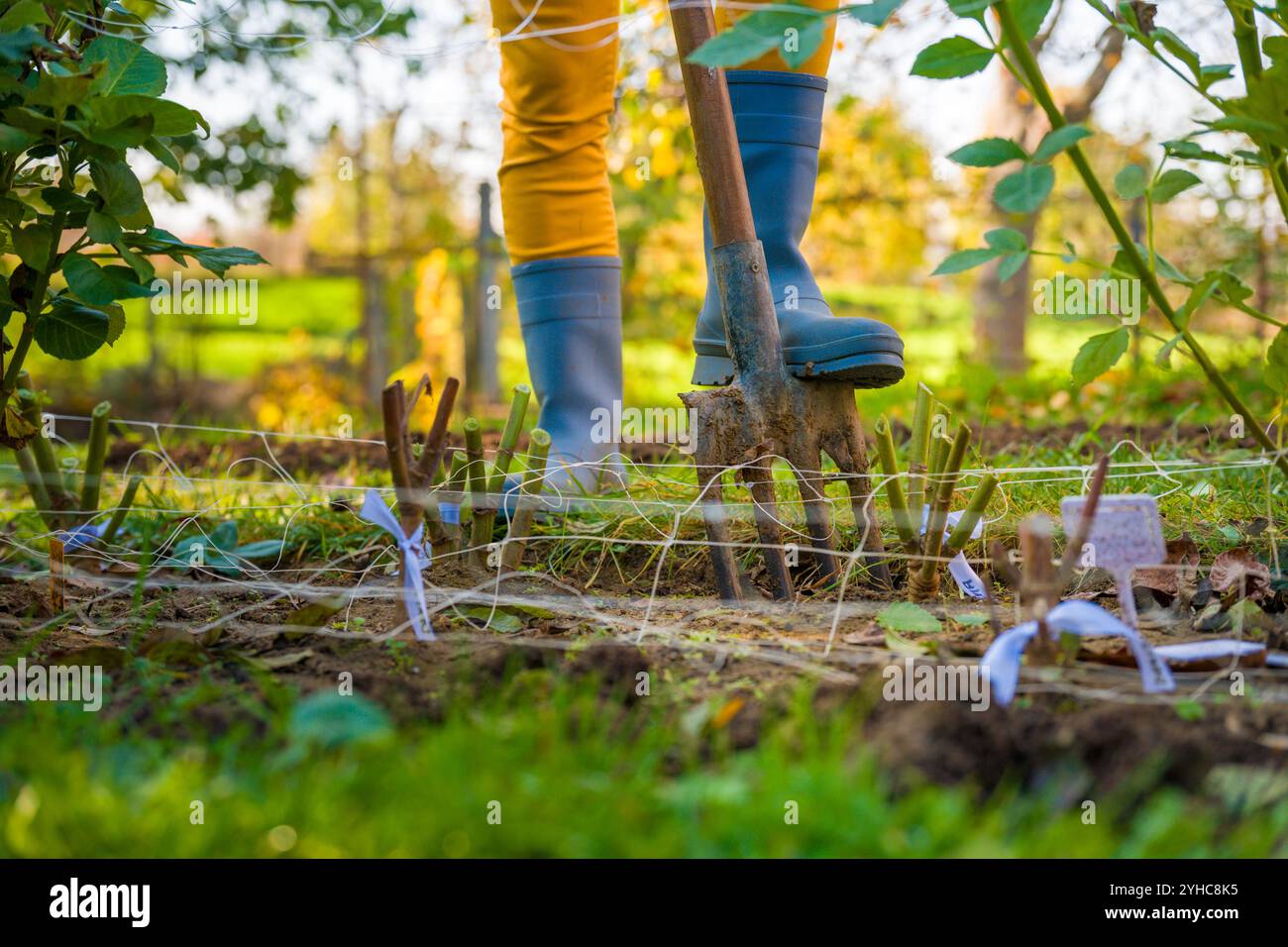 Woman digging up dahlia plant tubers using pitchfork, preparing them ...