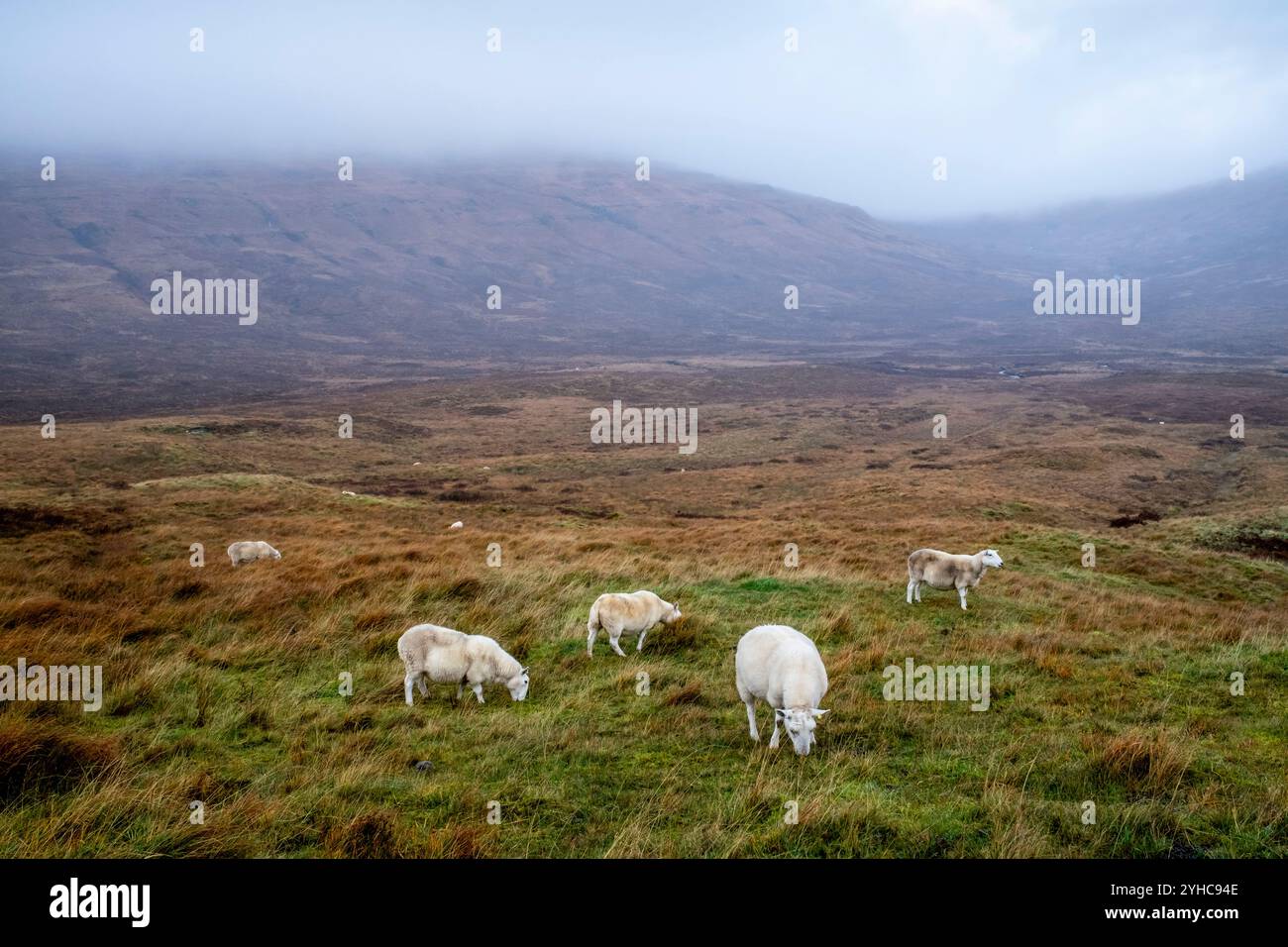 Sheep Grazing, Kilmarie, Isle of Skye, Scotland, UK Stock Photo - Alamy