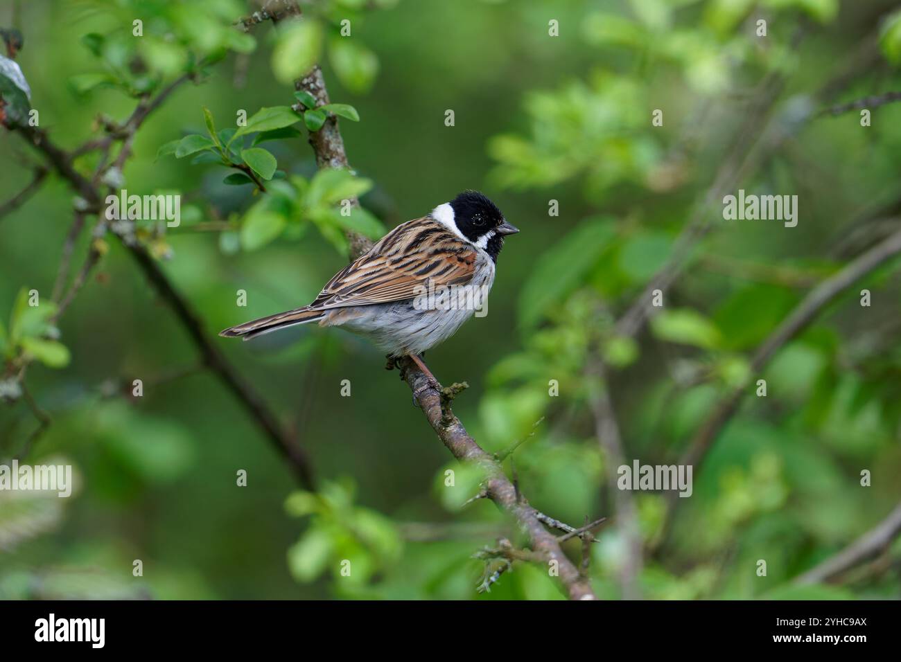 Bunting bird birds buntings hi-res stock photography and images - Alamy