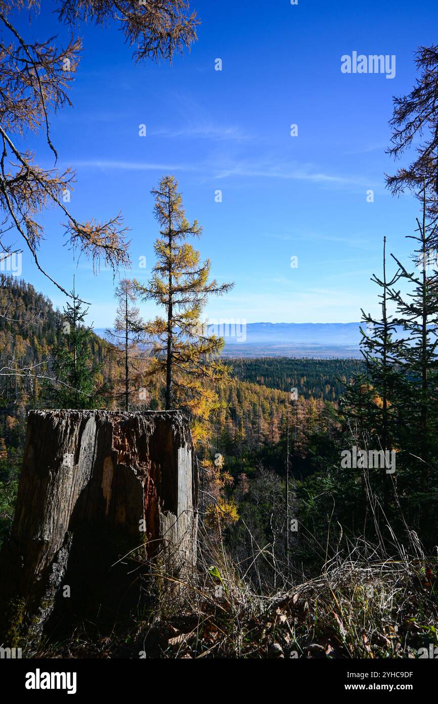 Prominent tree stump hi-res stock photography and images - Alamy