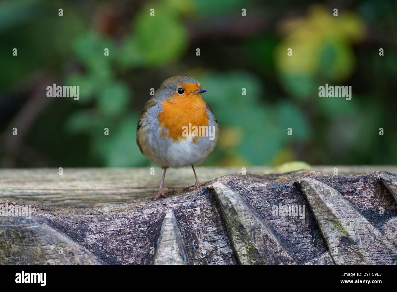 Autumn robins hi-res stock photography and images - Alamy