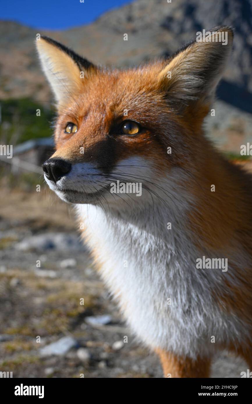 Mountain habitat wildlife hi-res stock photography and images - Alamy
