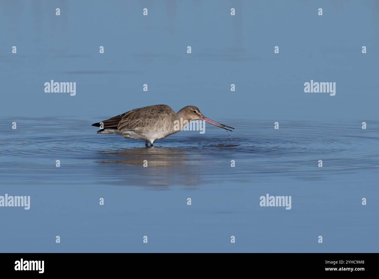 Black tailed godwit limosa feeding hi-res stock photography and images ...