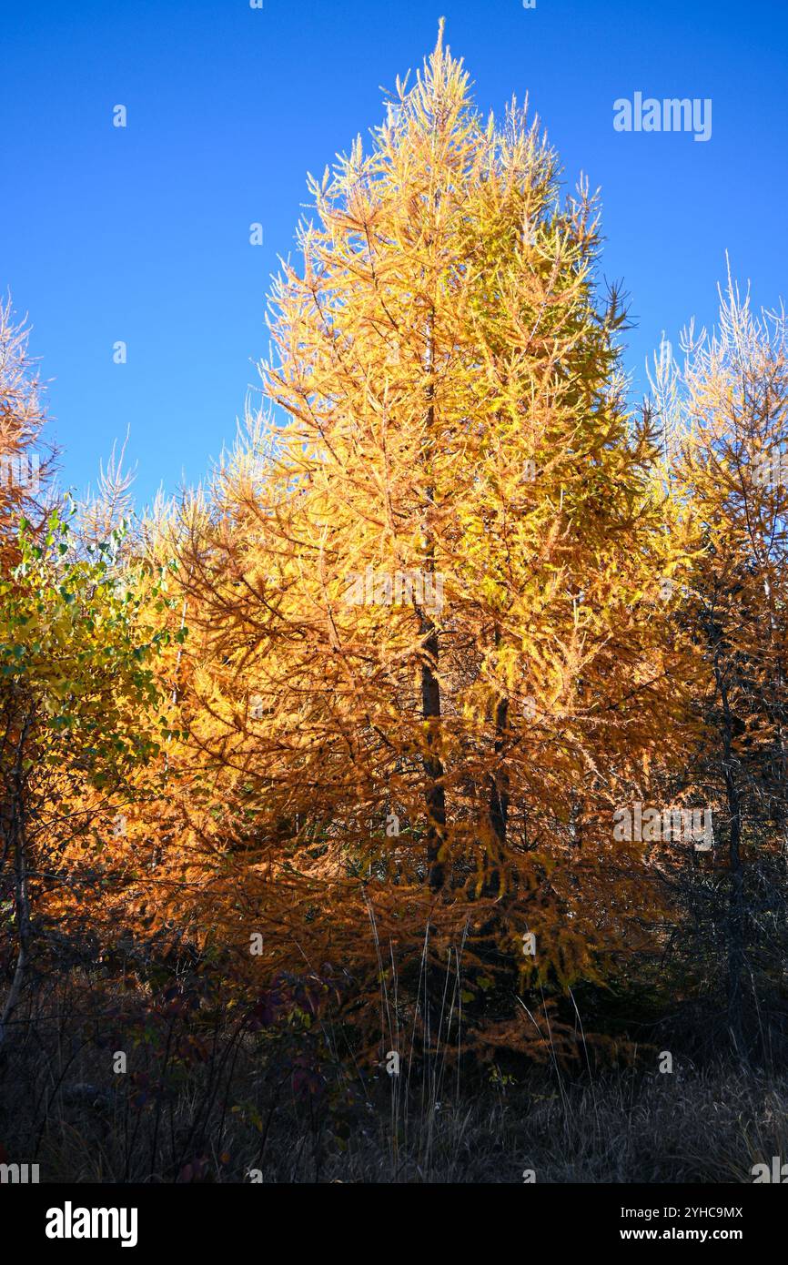 Golden yellow glowing fall hi-res stock photography and images - Alamy