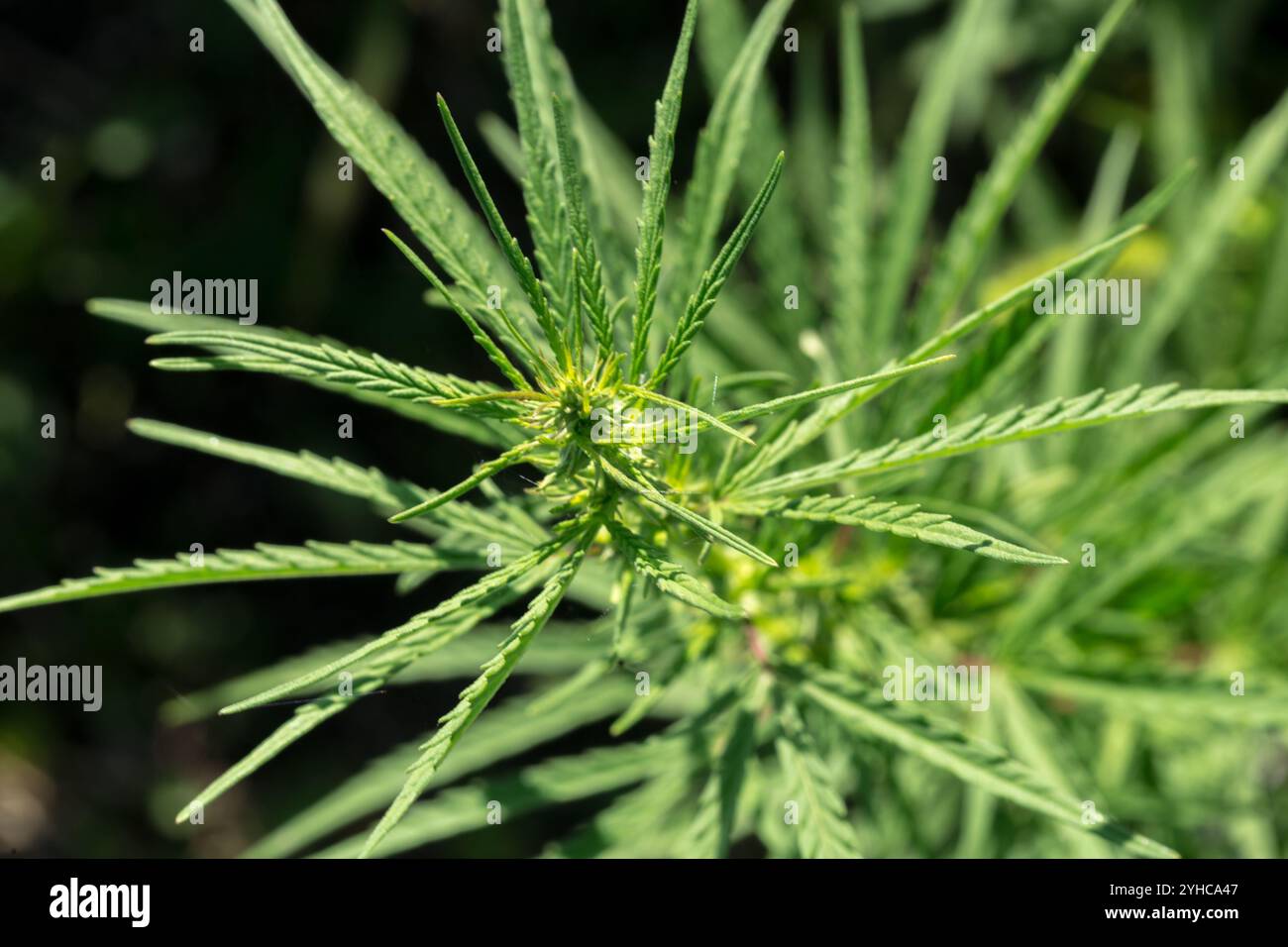 plant growing close up Stock Photo - Alamy