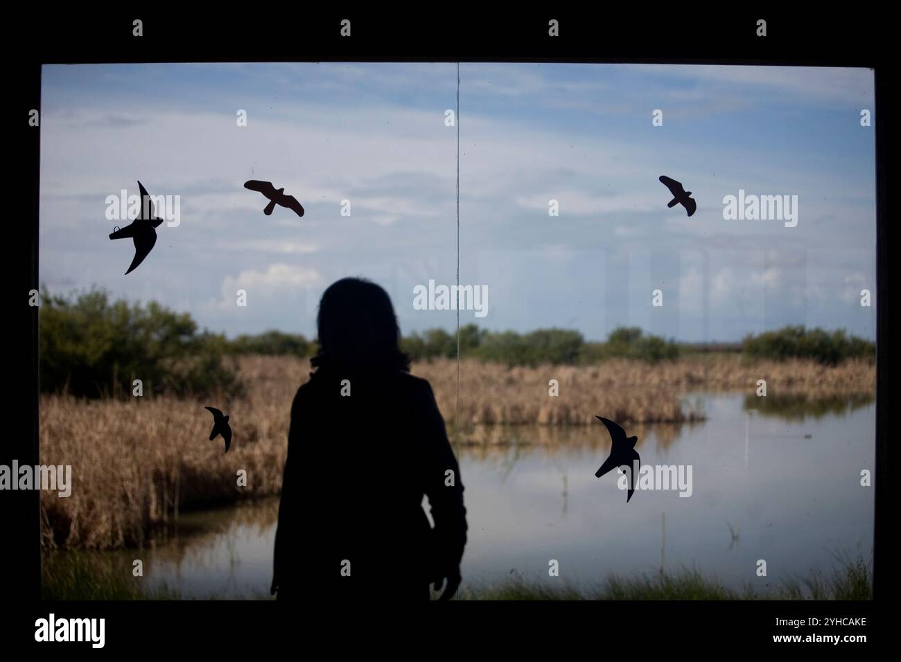 A tourist passes a window with bird stickers used to avoid bird-window ...