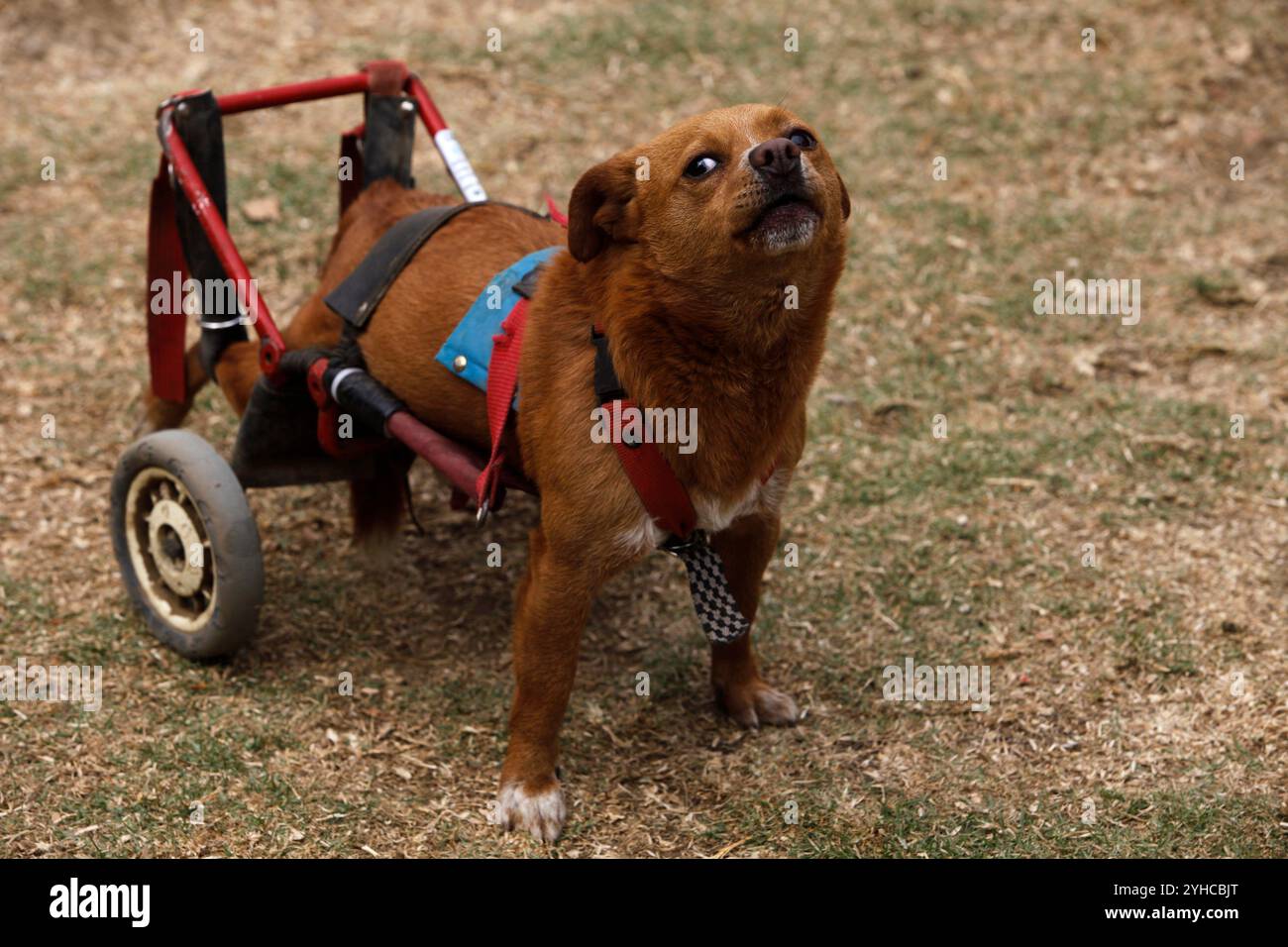Dog disability leg hi-res stock photography and images - Alamy