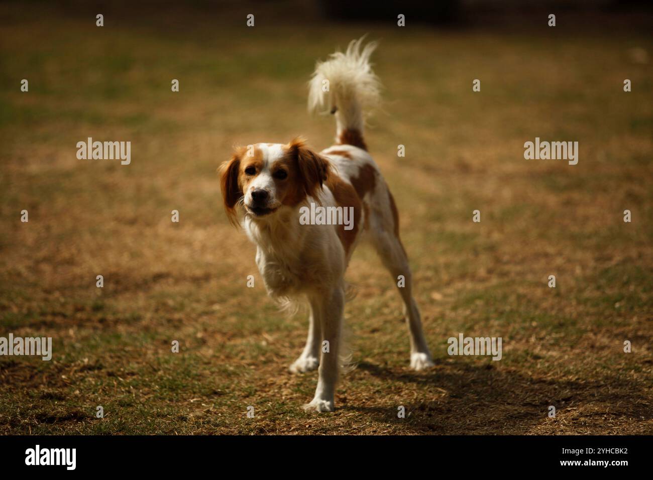 Disabled dogs in Mexico City Stock Photo - Alamy