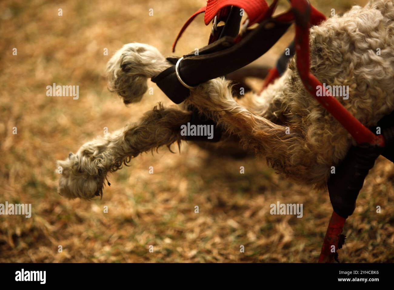 Disabled dogs in Mexico City Stock Photo - Alamy