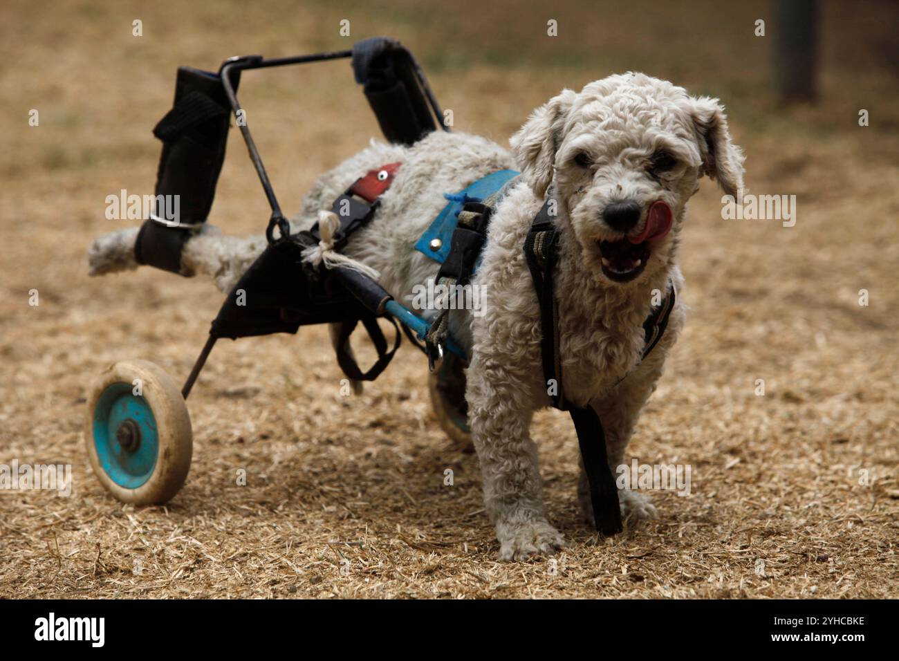 Disabled dogs in Mexico City Stock Photo - Alamy