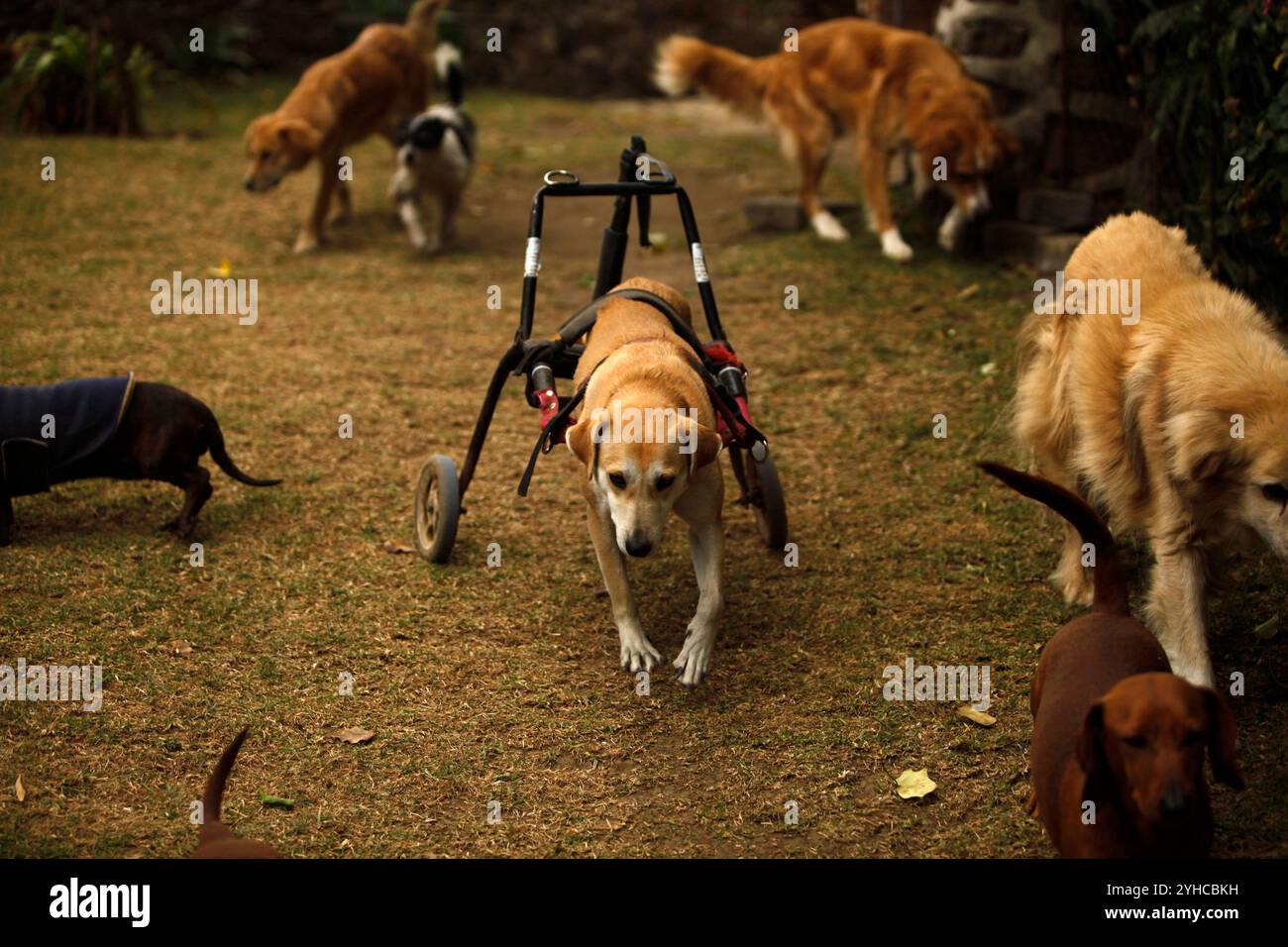 Disabled dogs in Mexico City Stock Photo - Alamy
