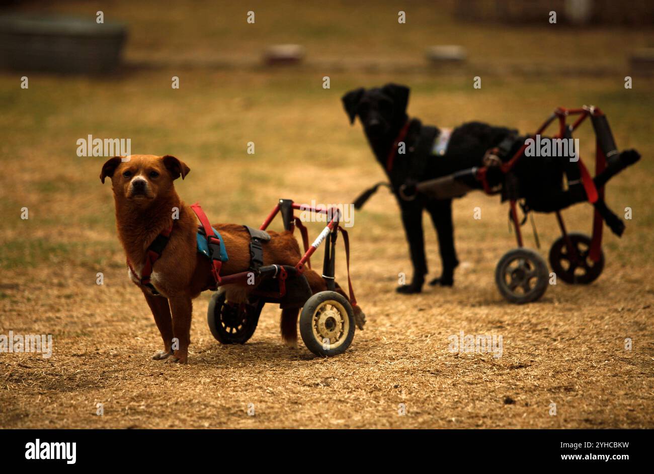 Disabled dogs in Mexico City Stock Photo - Alamy
