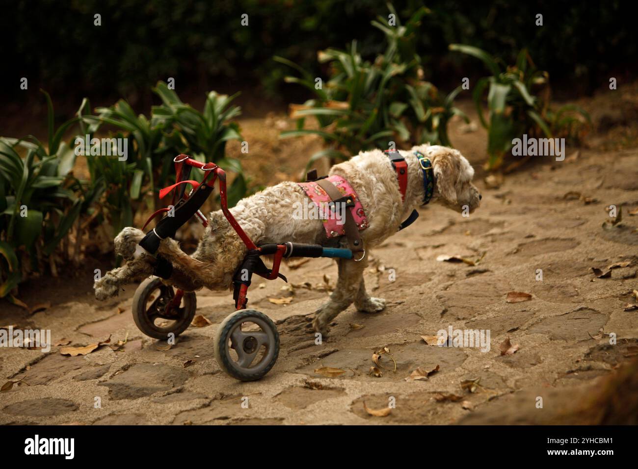 Disabled dogs in Mexico City Stock Photo - Alamy