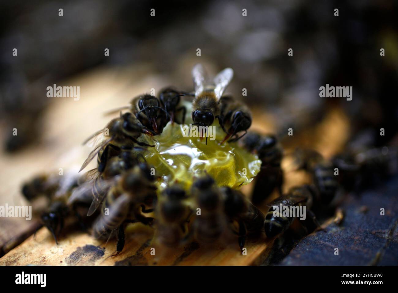 Bees eat honey from a honeycomb Stock Photo - Alamy