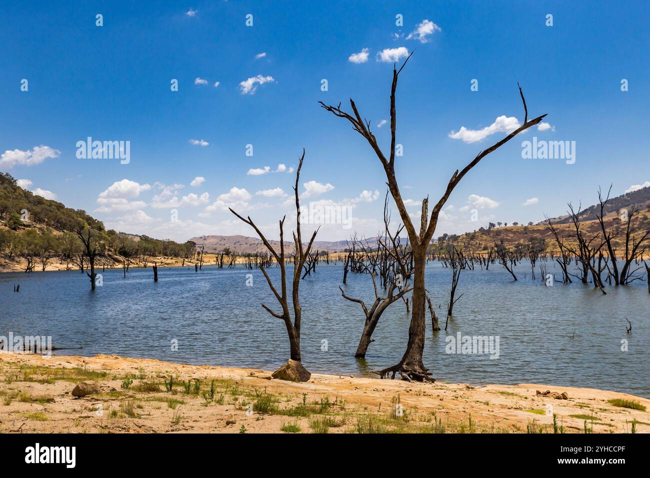 Dead barren trees in the Murray River at Hume Dam featuring shimmering ...