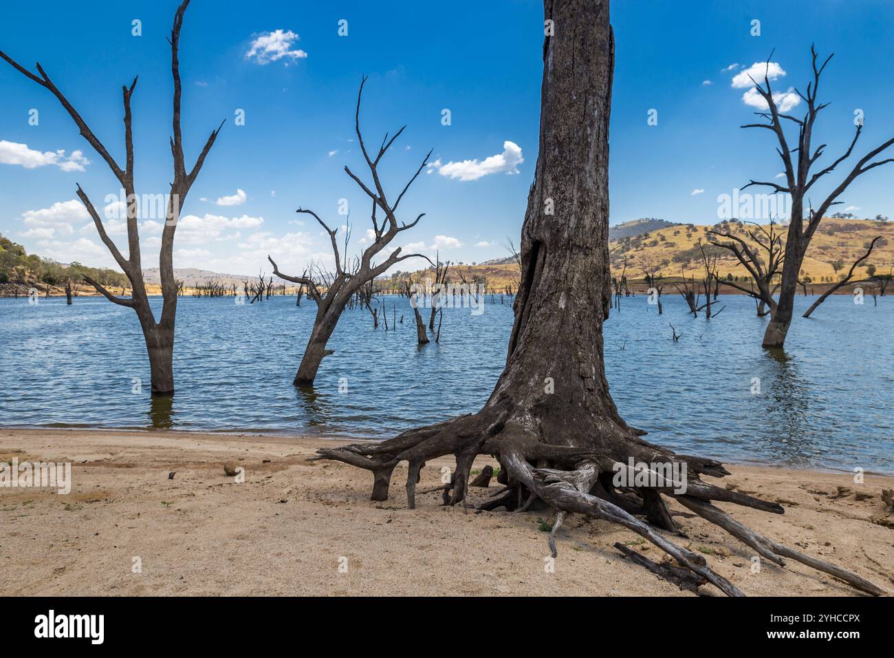 Dead barren trees in the Murray River at Hume Dam featuring shimmering ...
