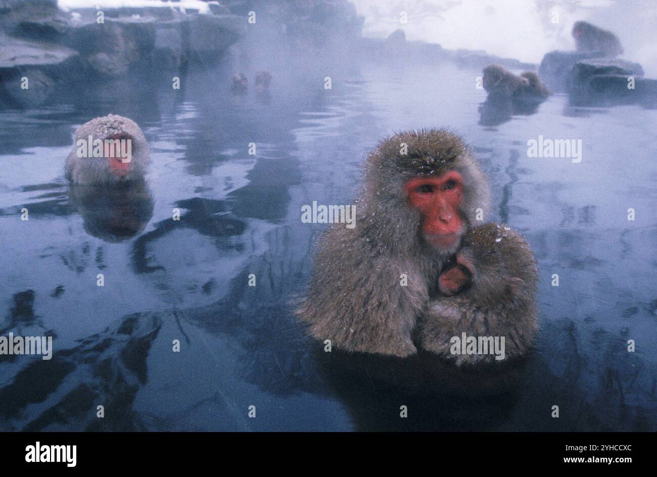 Snow monkey family jigokudani hi-res stock photography and images - Alamy
