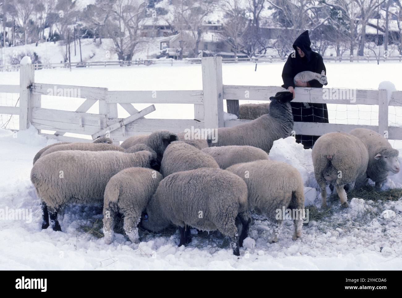 Sheep gather near the fence as a monk feeds them, California, USA Stock ...