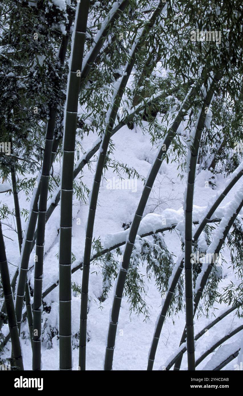 Bamboo forest in a snowy area, Japan Stock Photo - Alamy