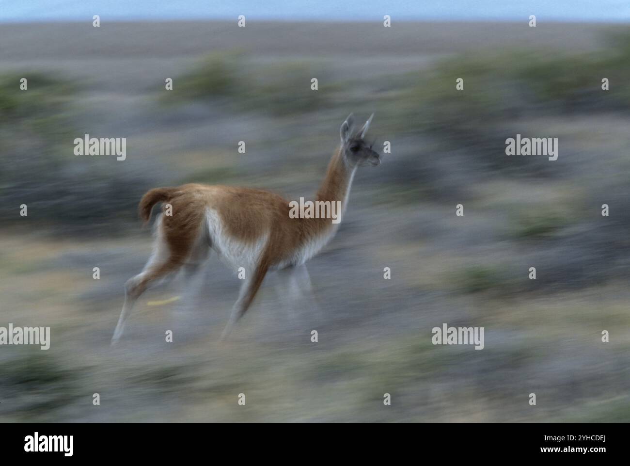 Guanaco mammals animals hi-res stock photography and images - Alamy