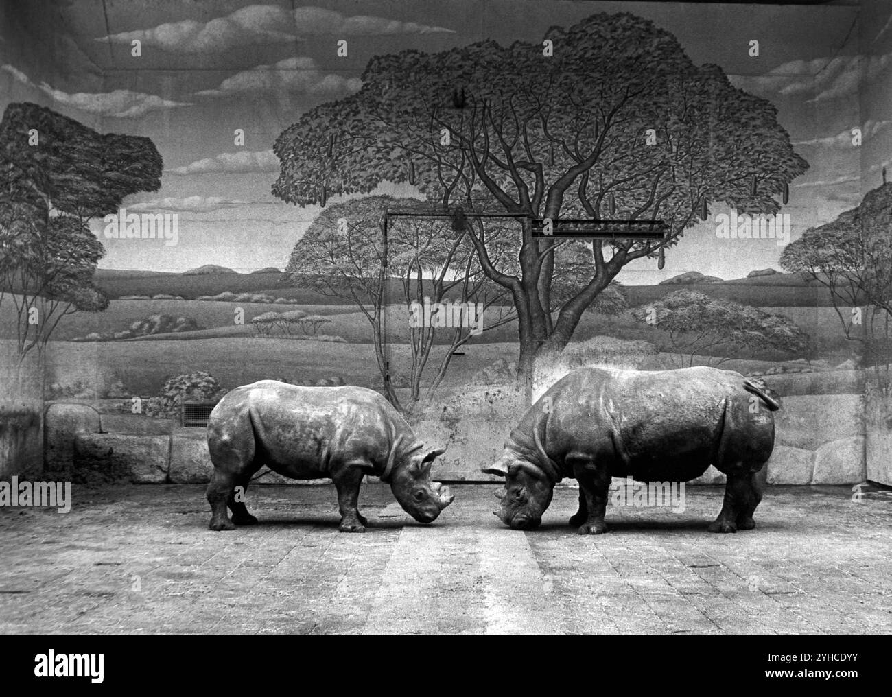 Two rhinoceros facing one another, USA Stock Photo - Alamy
