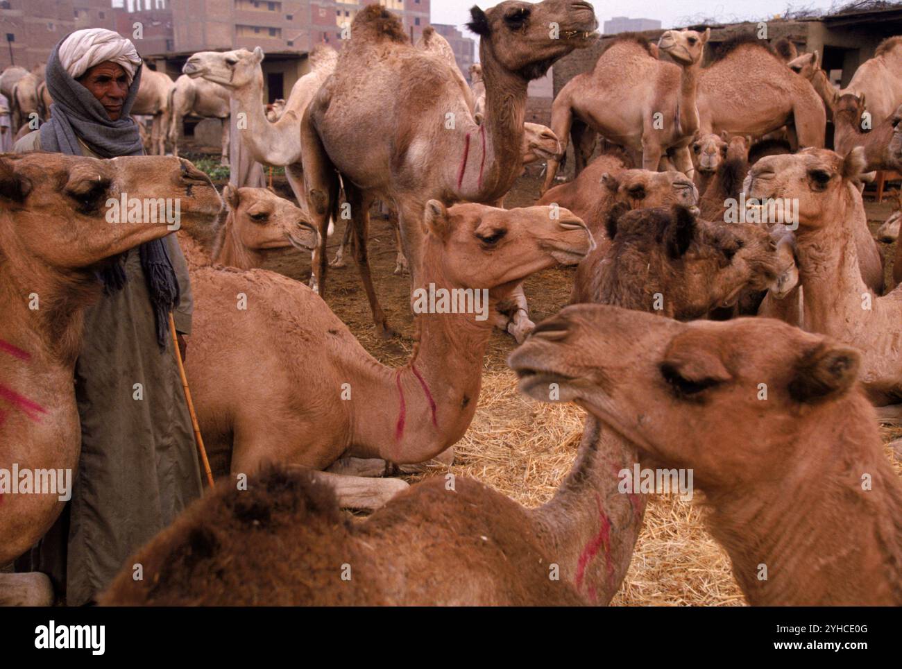 General animals hi-res stock photography and images - Alamy