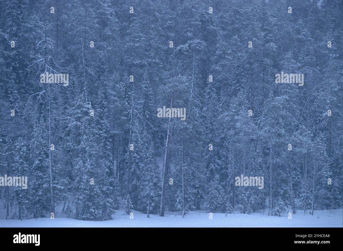 Treeline russia hi-res stock photography and images - Alamy
