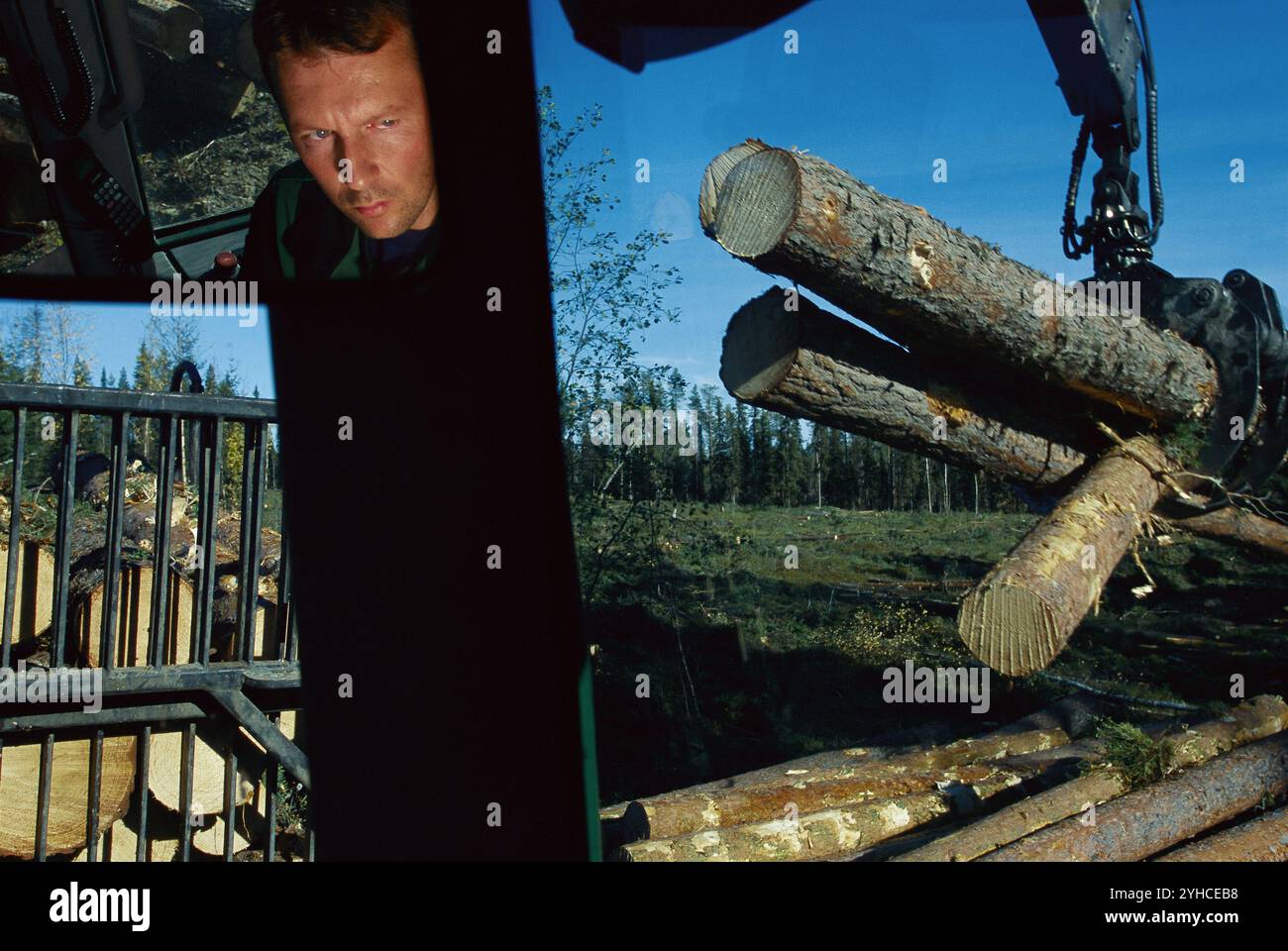 Timber harvest, Sweden Stock Photo - Alamy