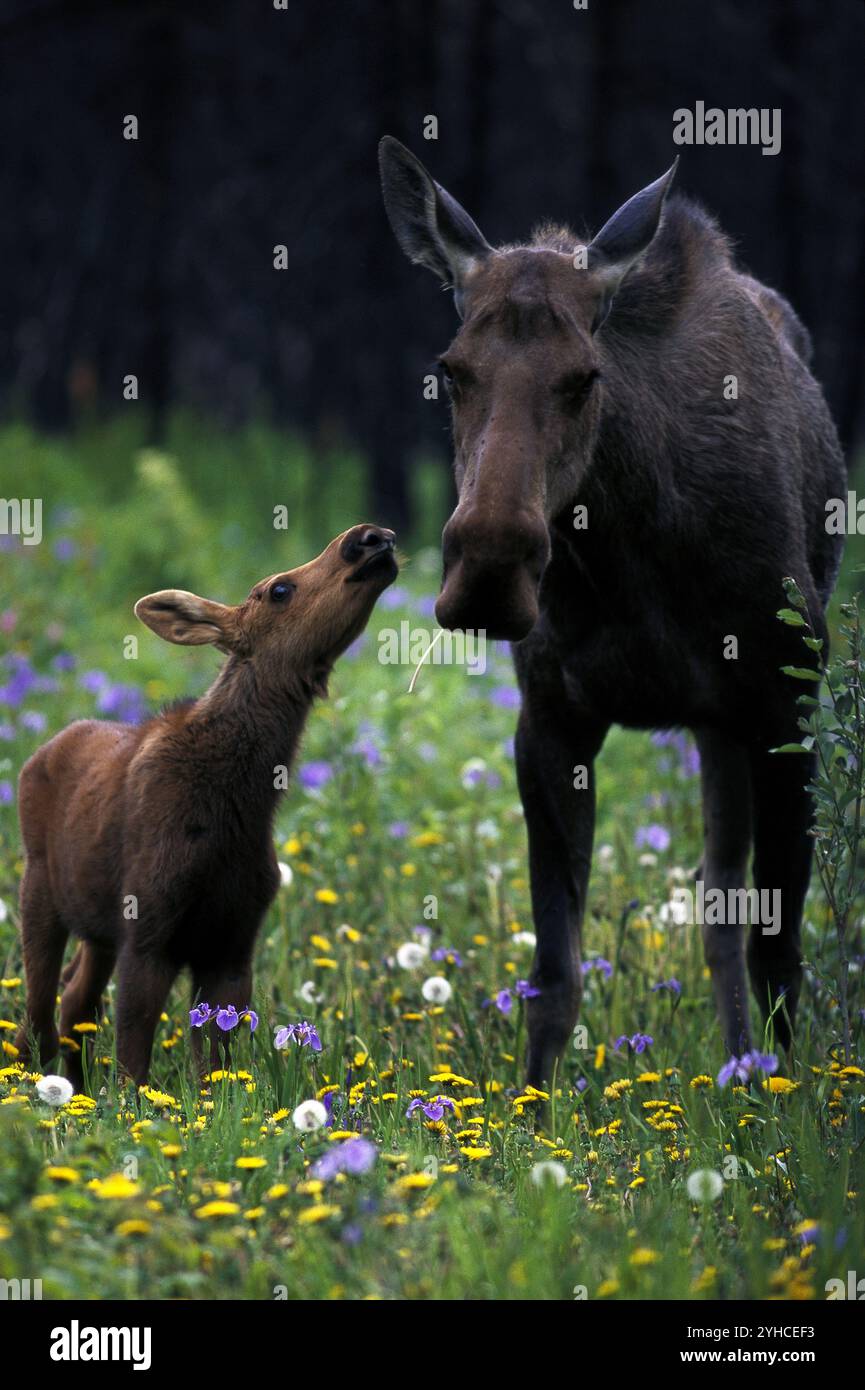 Moose and calf near Fairbanks, Alaska Stock Photo - Alamy