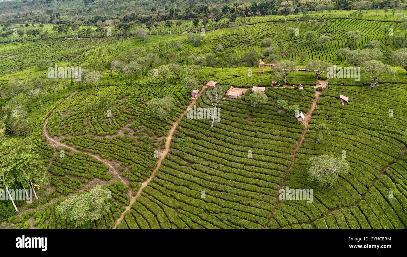 Tea plantation in East Java (Indonesia Stock Photo - Alamy