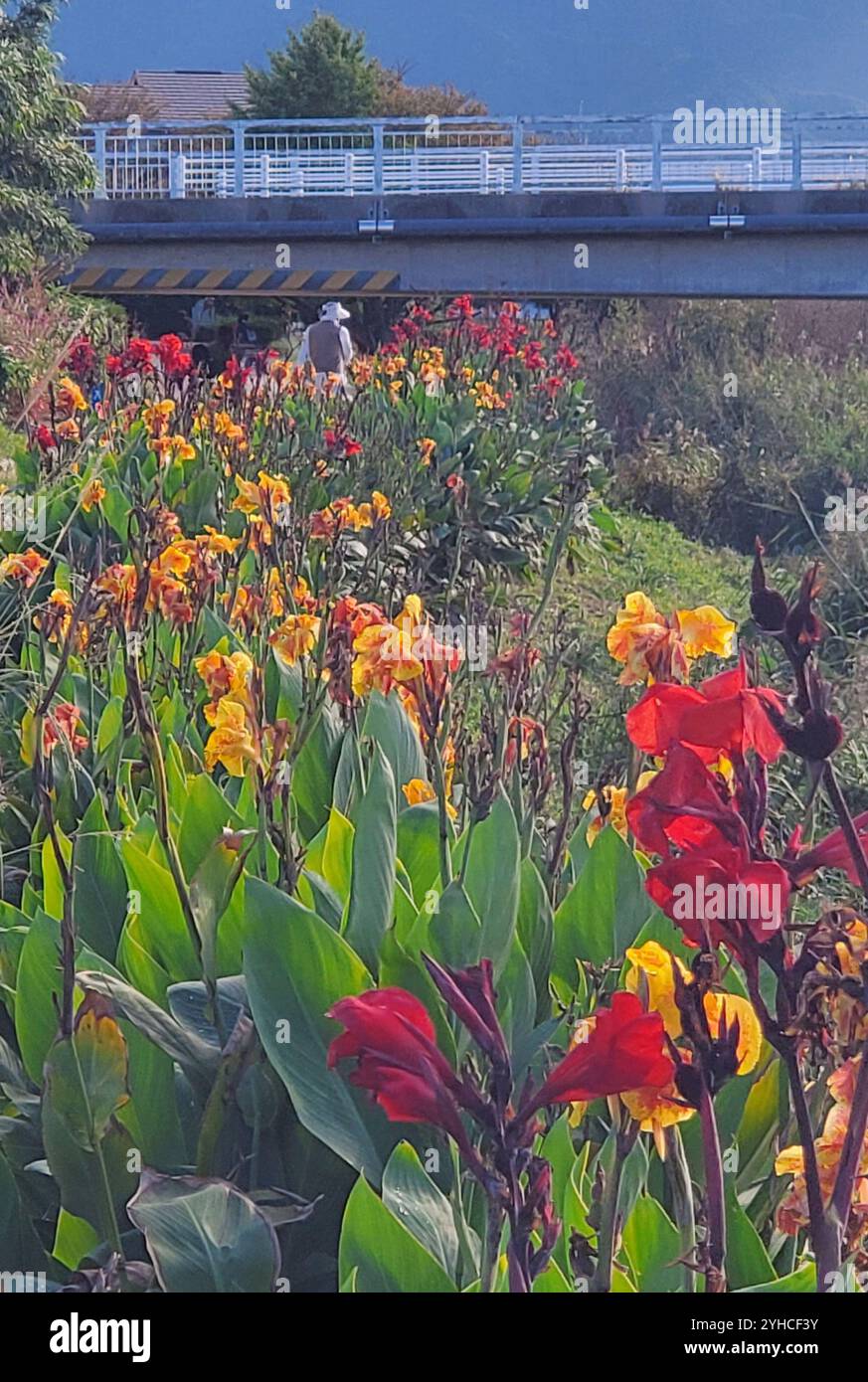 Flowers of Canna indica are in full bloom in Fukuoka City, Fukuoka ...