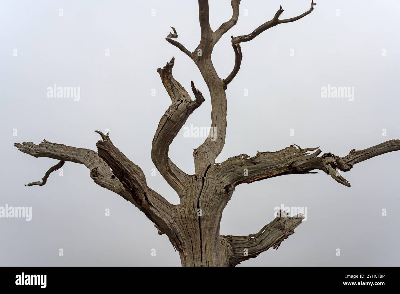 Dead tree iken suffolk hi-res stock photography and images - Alamy