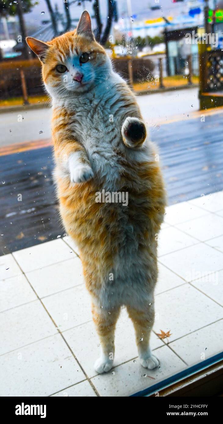 Cat standing on hind legs hi-res stock photography and images - Alamy