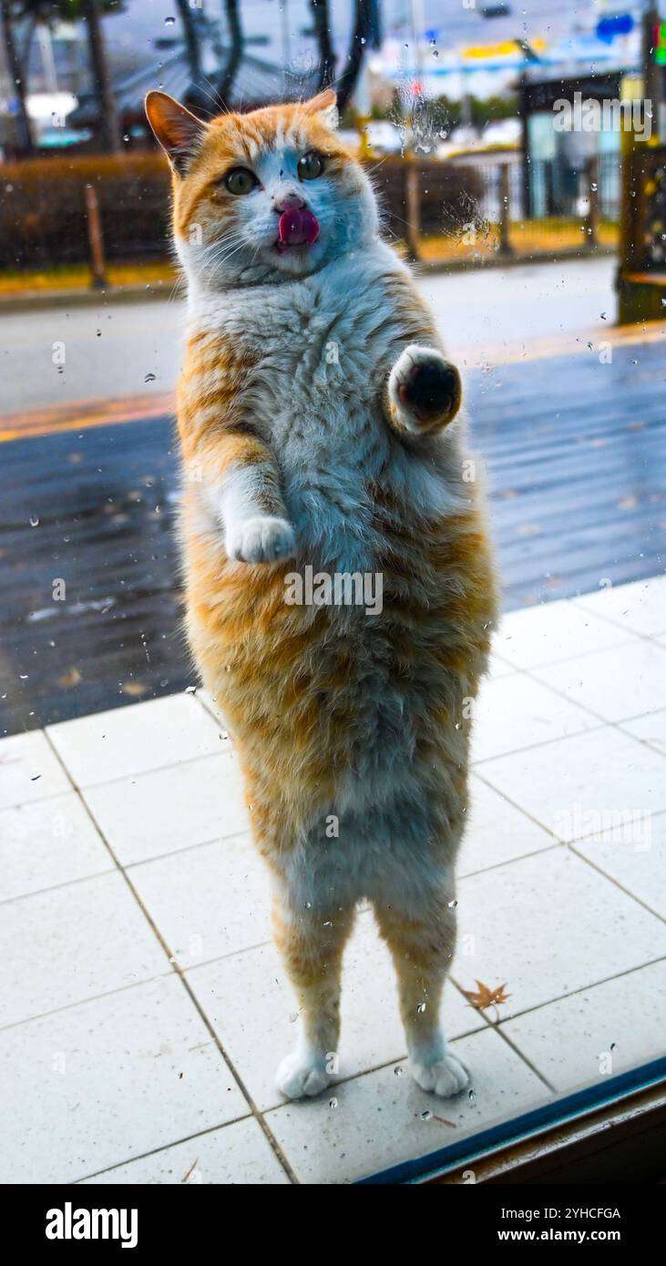 Portrait white cat standing outdoors hi-res stock photography and ...