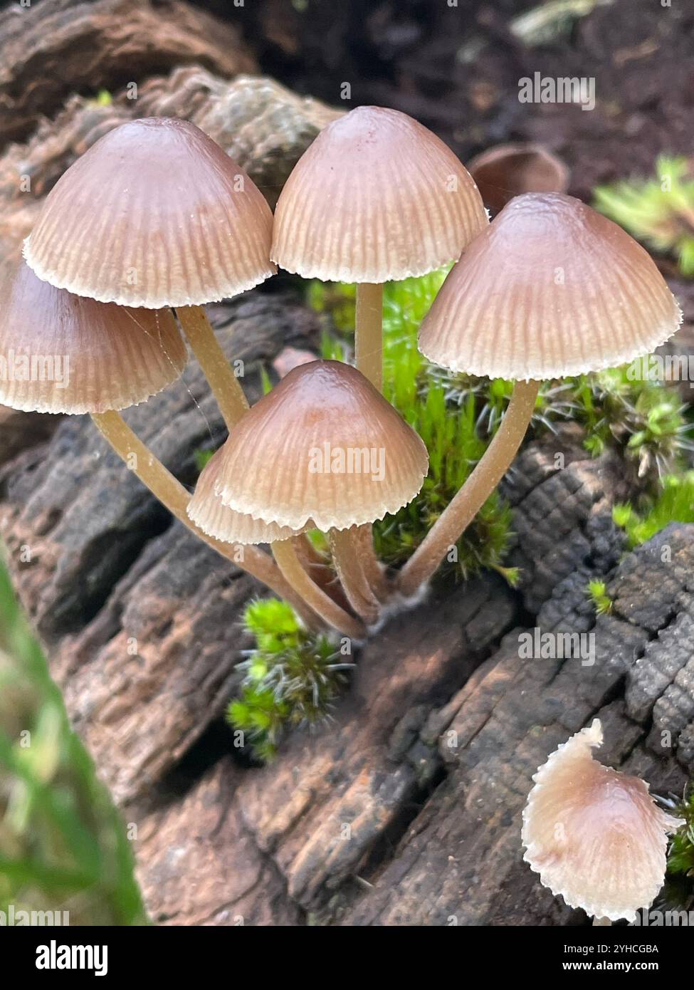 Mycena olivacea marginata Photo: Tony Gale Stock Photo - Alamy