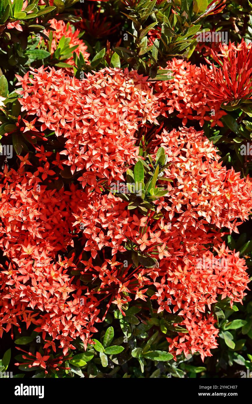 Jungle geranium or flame of the woods (Ixora coccinea) on tropical ...