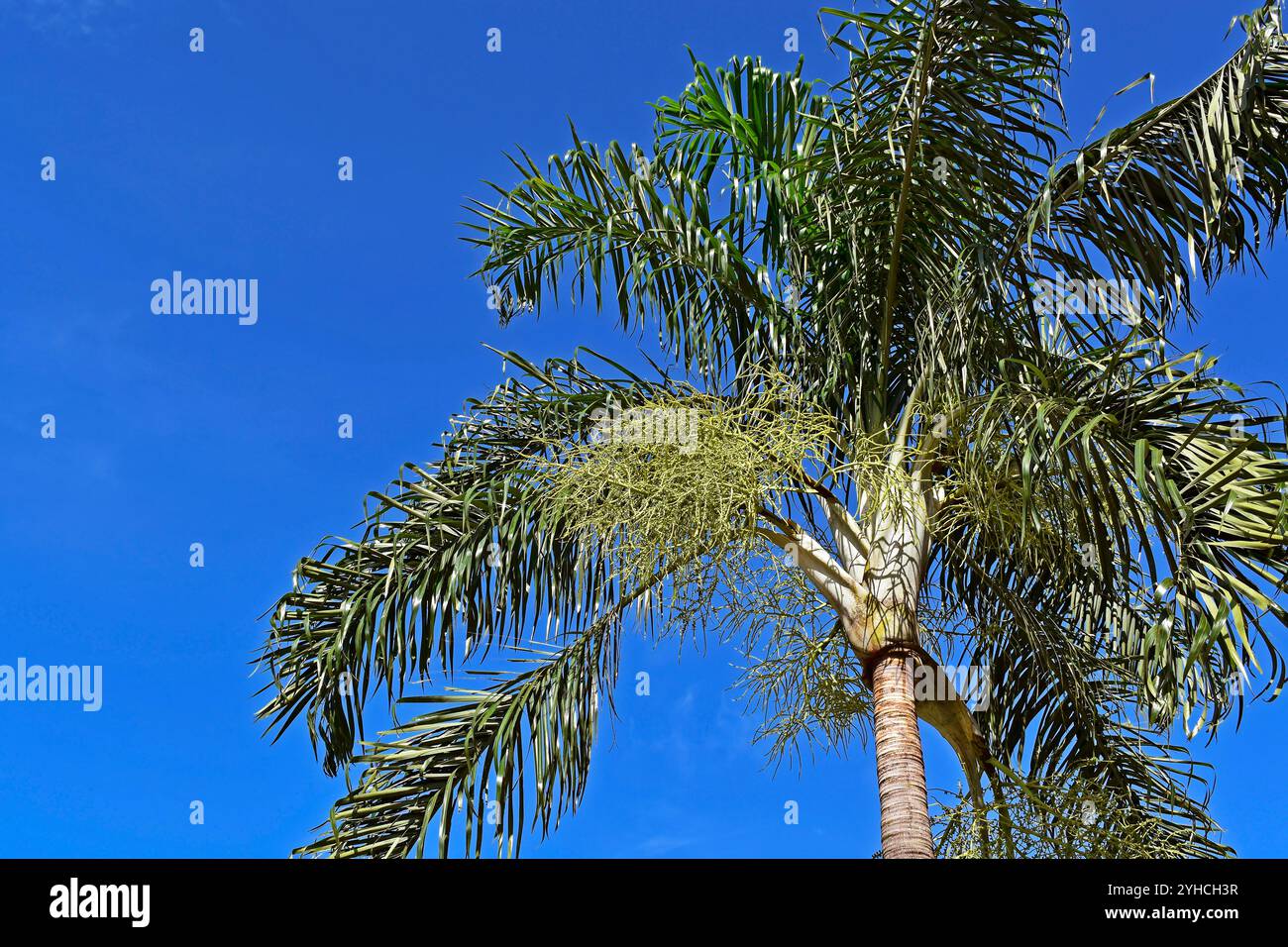 Palm tree branch palms trees hi-res stock photography and images - Alamy