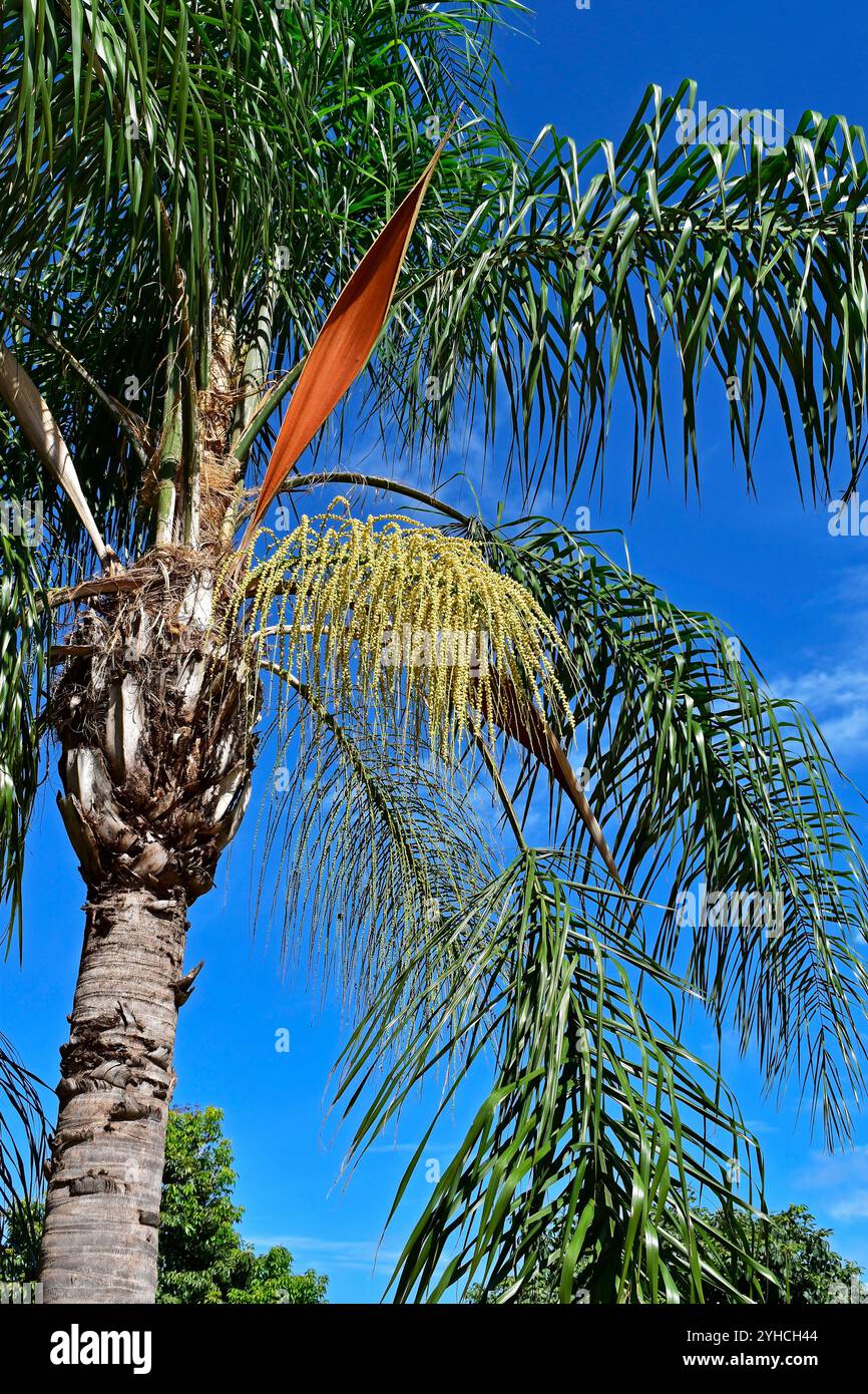 Queen palm tree flower buds (Syagrus romanzoffiana Stock Photo - Alamy