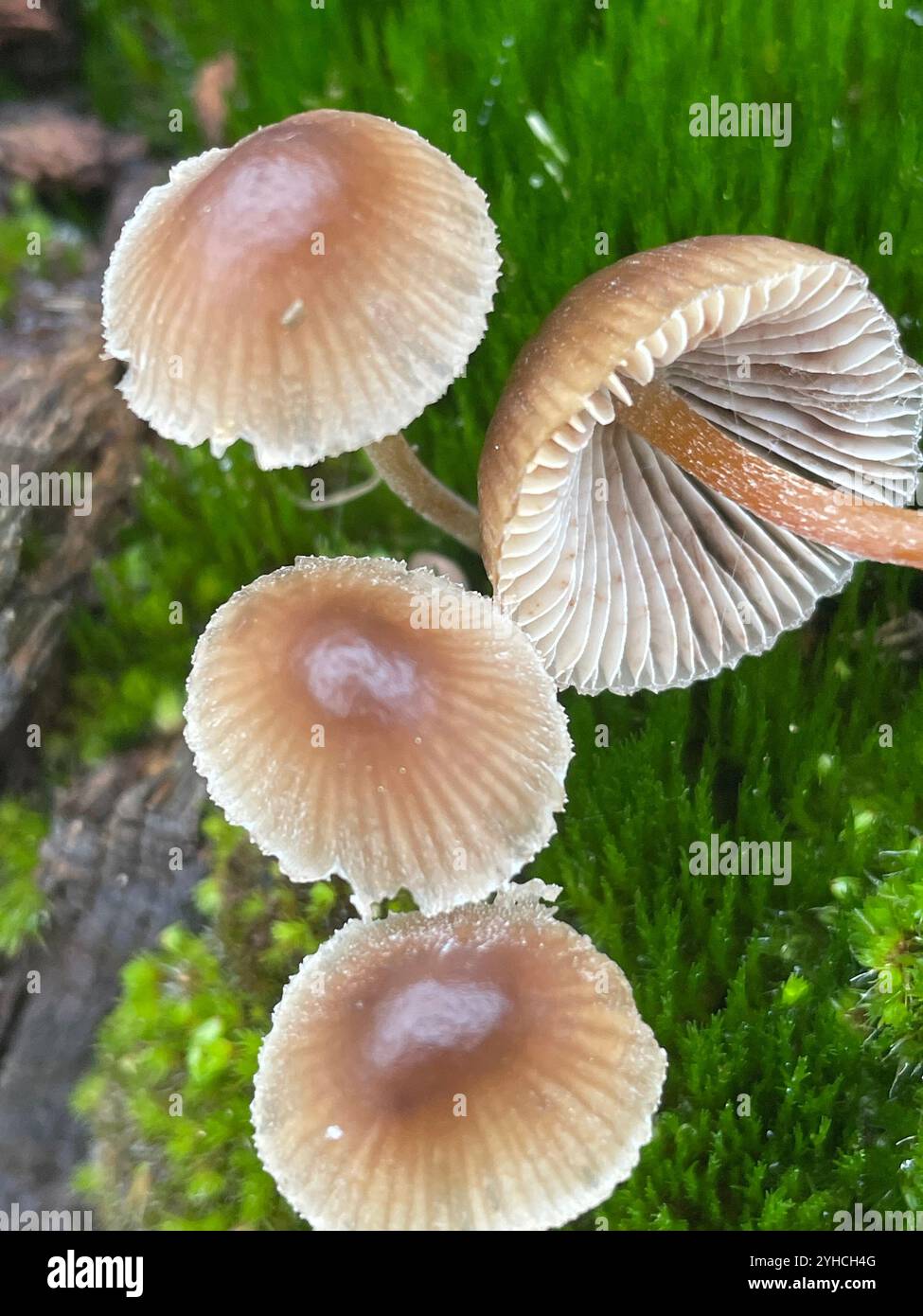 Mycena olivacea marginata Photo: Tony Gale Stock Photo - Alamy