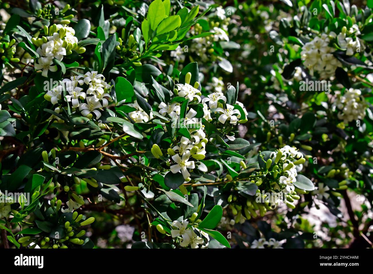 An orange tree and flowers hi-res stock photography and images - Alamy
