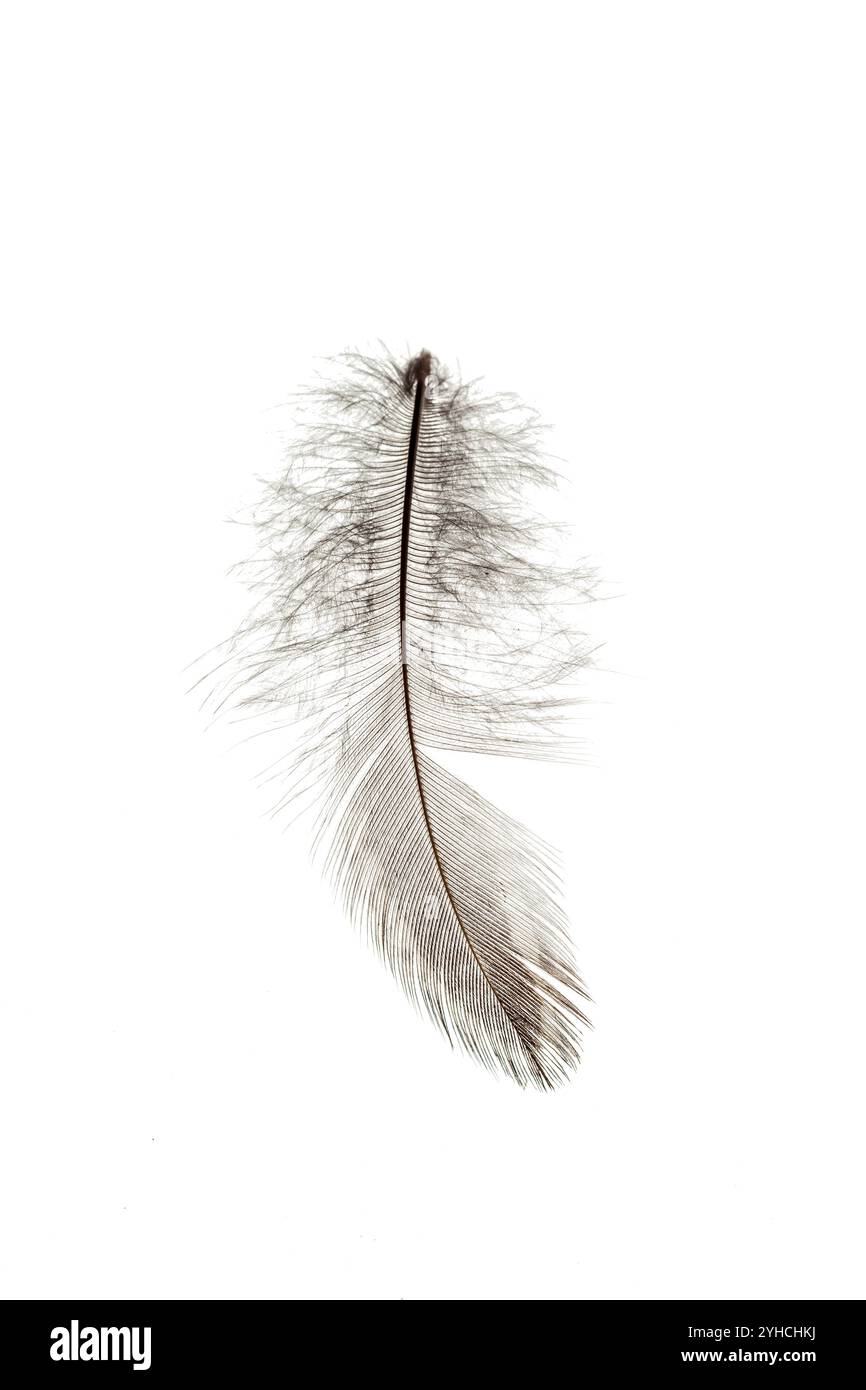 bird feather isolated on white background Stock Photo - Alamy