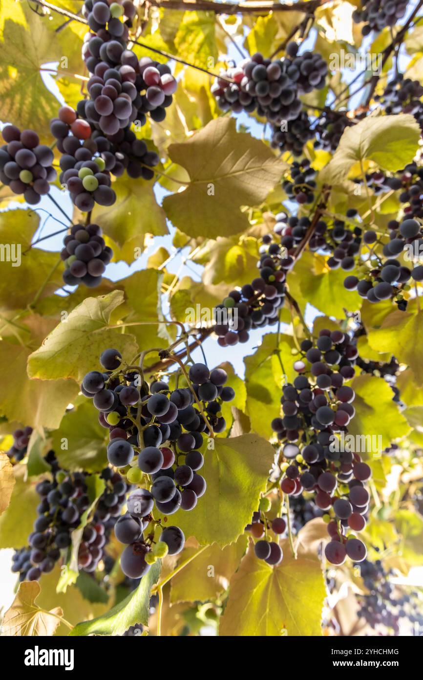 grape Vitis 'Isabella'.Typical Austrian grape in the south of Styria ...