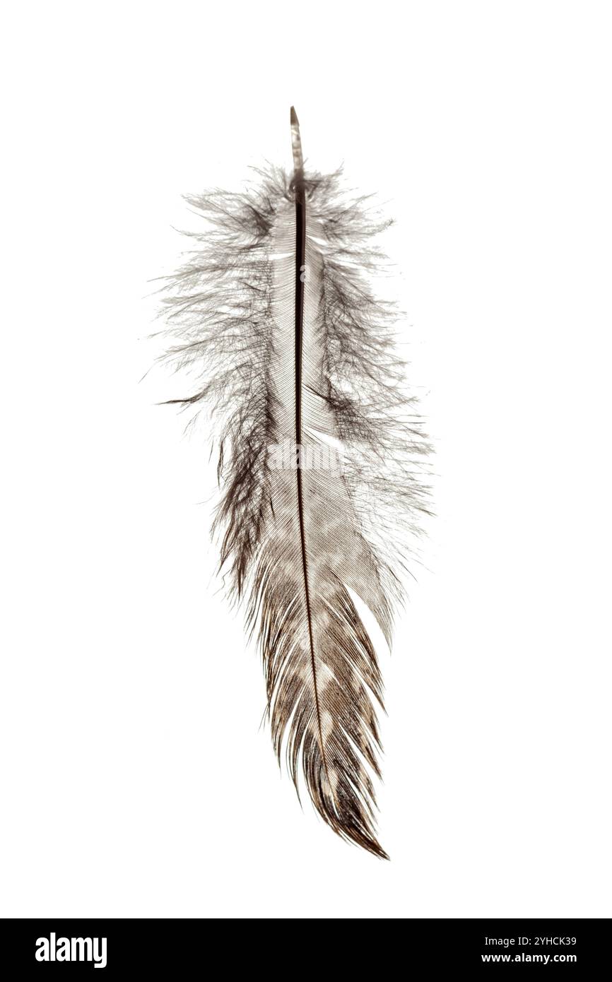 bird feather isolated on white background Stock Photo - Alamy