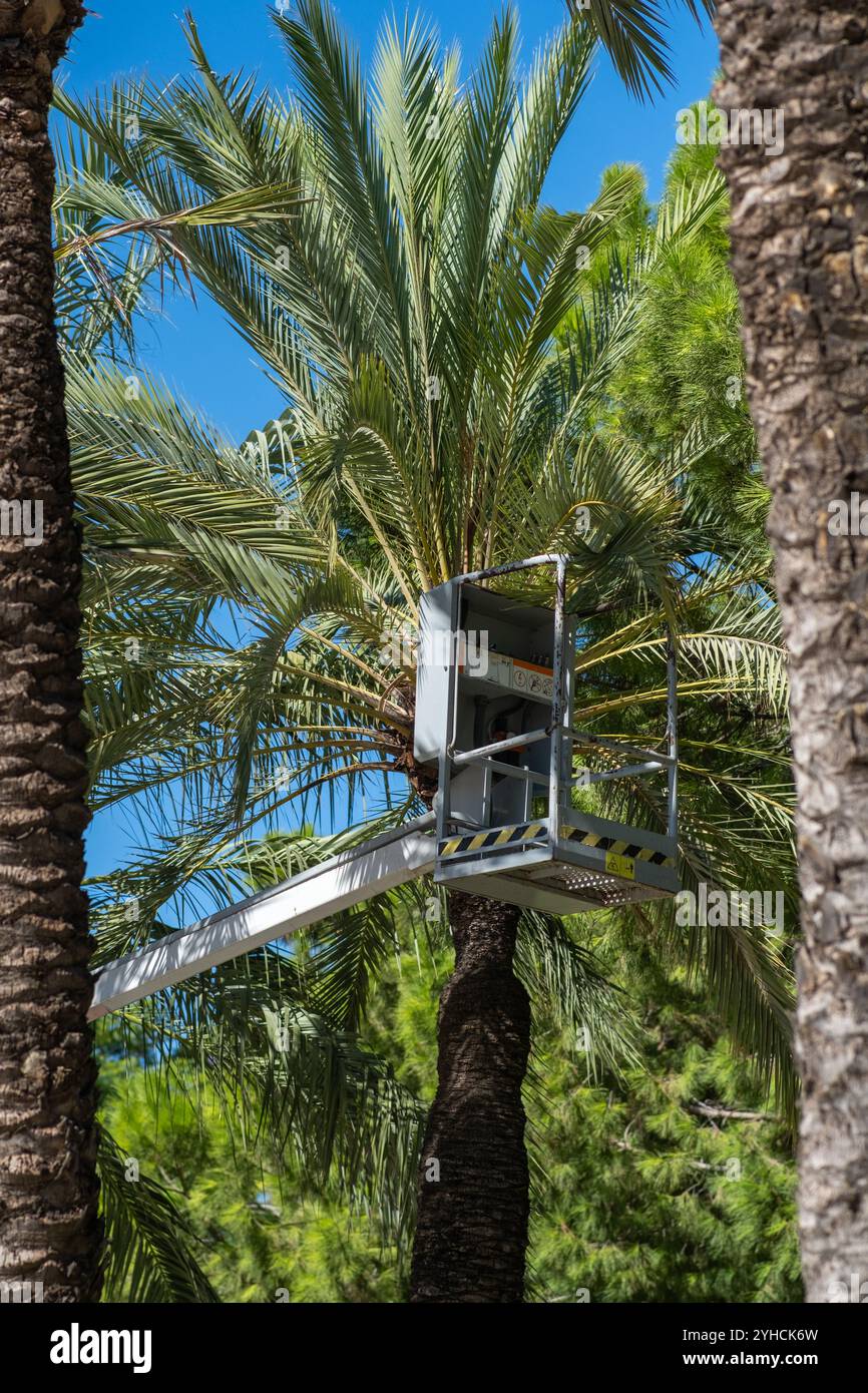 Date palm labor hi-res stock photography and images - Alamy