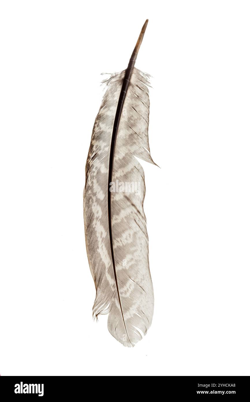 bird feather isolated on white background Stock Photo - Alamy
