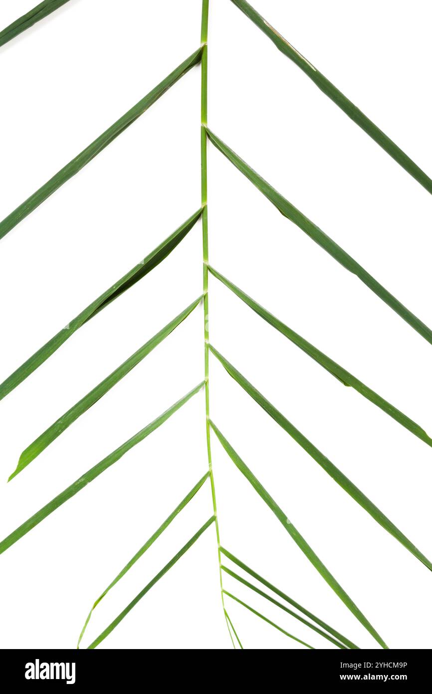Palm tree leaves bend Cut Out Stock Images & Pictures - Alamy
